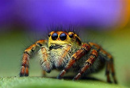 con nhện Tiếng Anh là gì