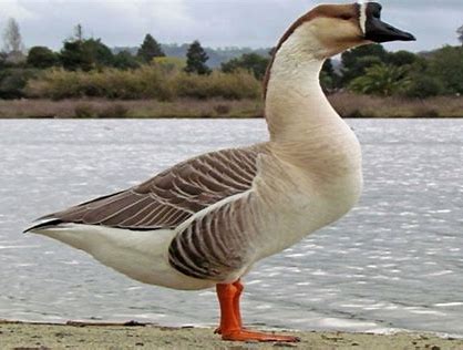 con ngỗng Tiếng Anh là gì