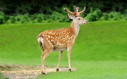 con hươu Tiếng Anh là gì