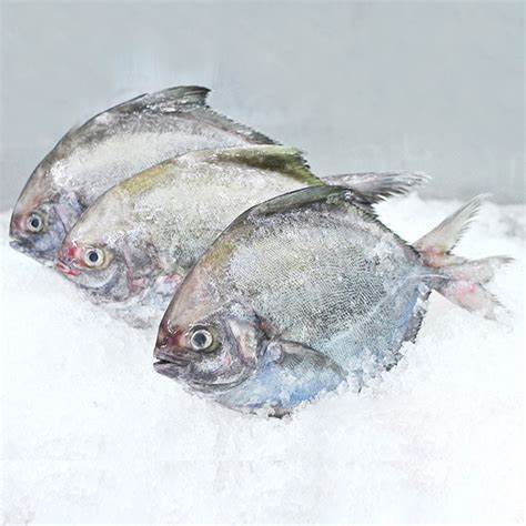 cá chim Tiếng Anh là gì