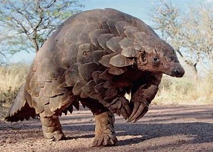 con tê tê Tiếng Anh là gì