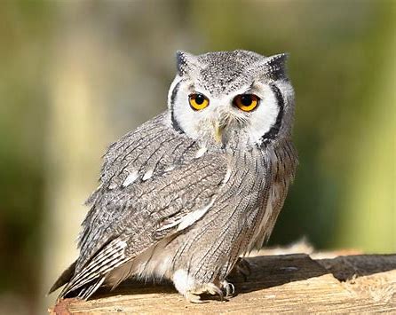 con cú Tiếng Anh là gì